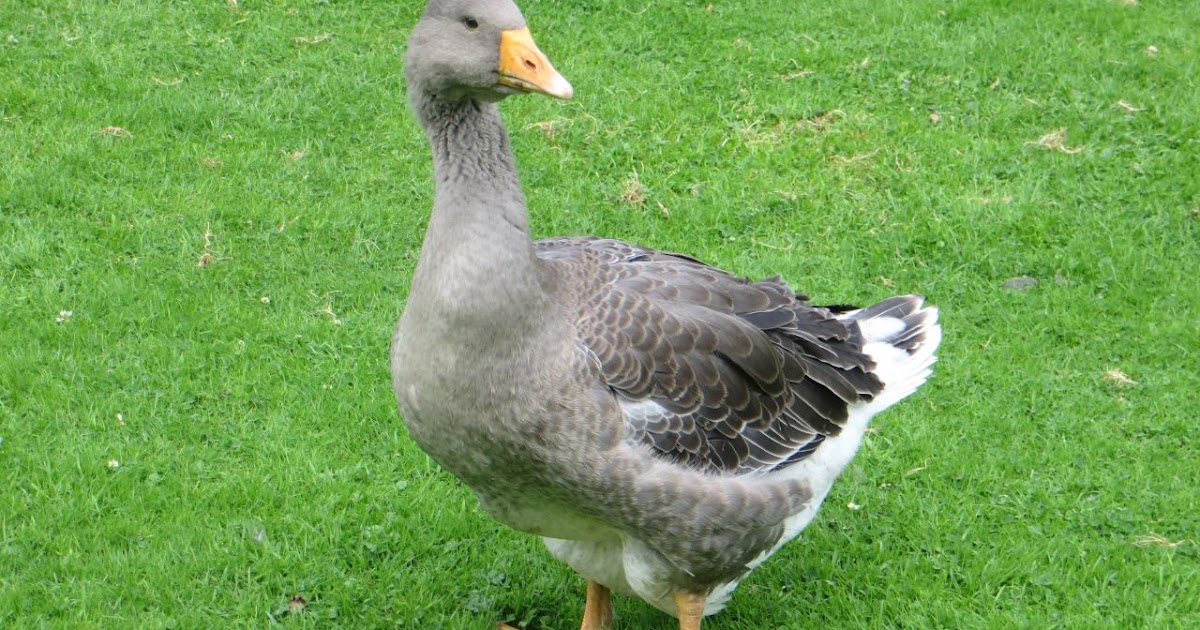 Where did the phrase “take a gander” come from? What the hell is a ...