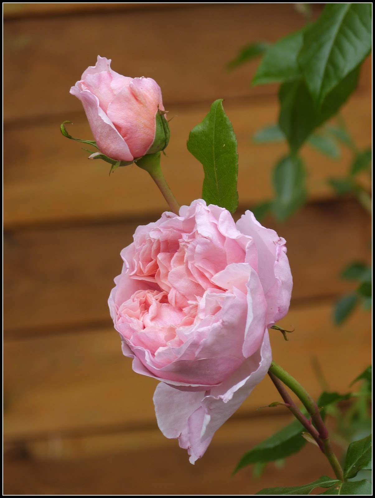 Un jardin, des fleurs: Et encore des rosiers