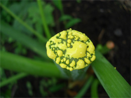 ASHITABA: How to Use Ashitaba Plants