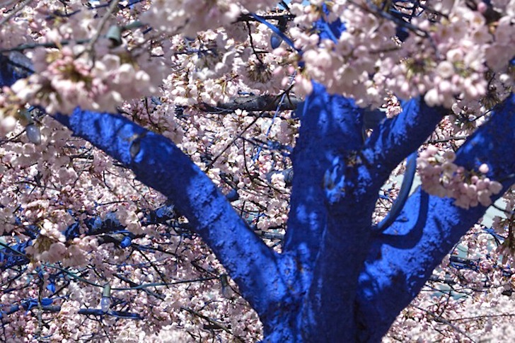 Hey, Lady Grey: Beautiful Blue Trees... popping up everywhere!