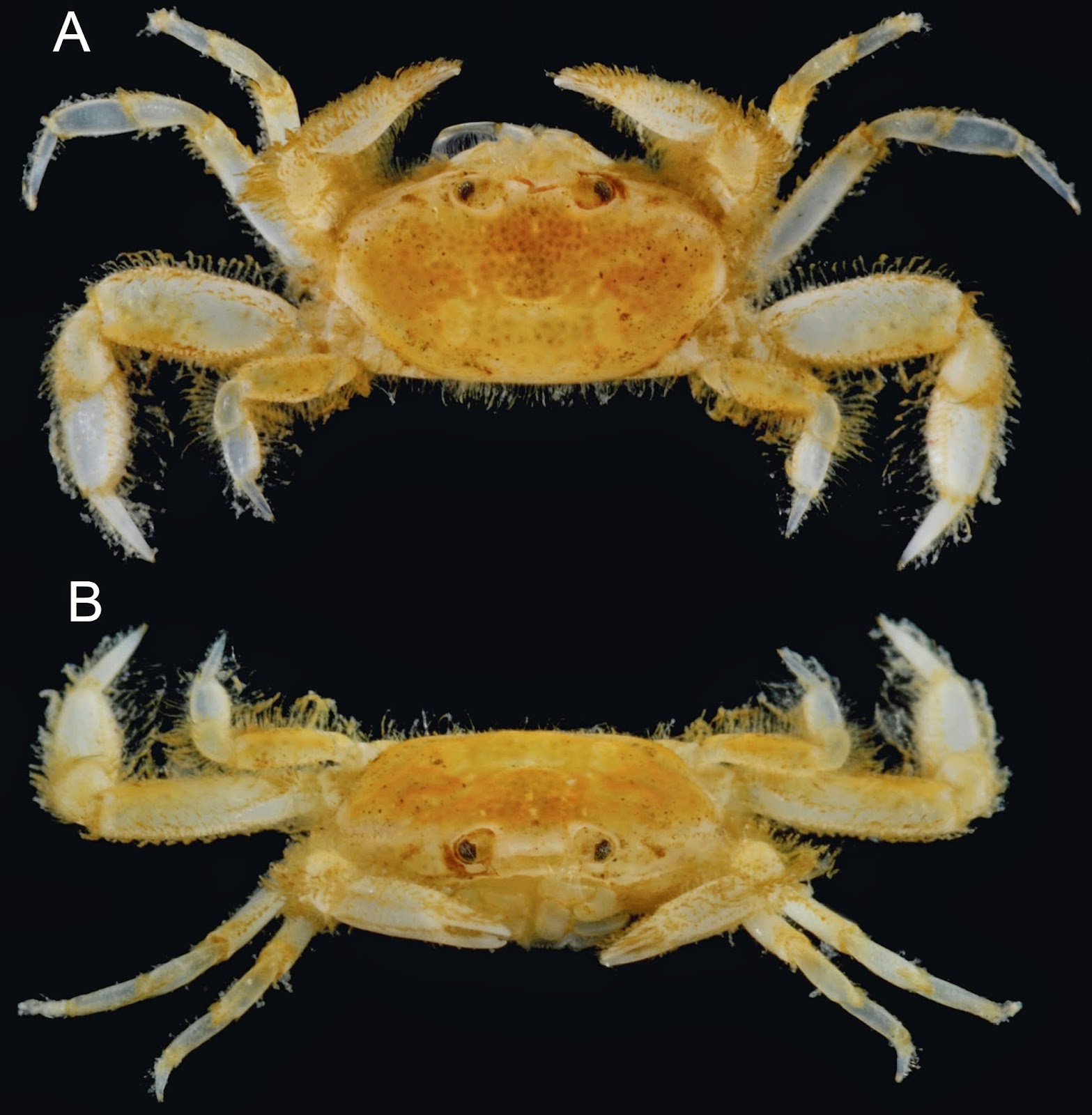 Sciency Thoughts: A new species of Pea Crab from St. John’s Island ...