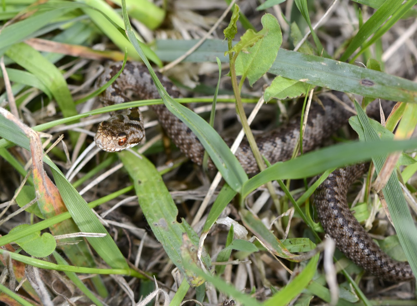 Macrophoto plaisir passion: La Vipère péliade, Vipera berus