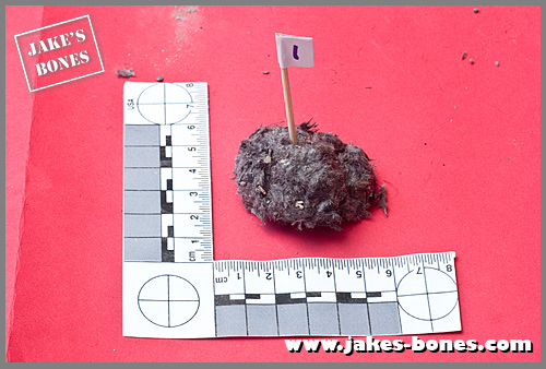 Dissecting bird pellets : Jake's Bones