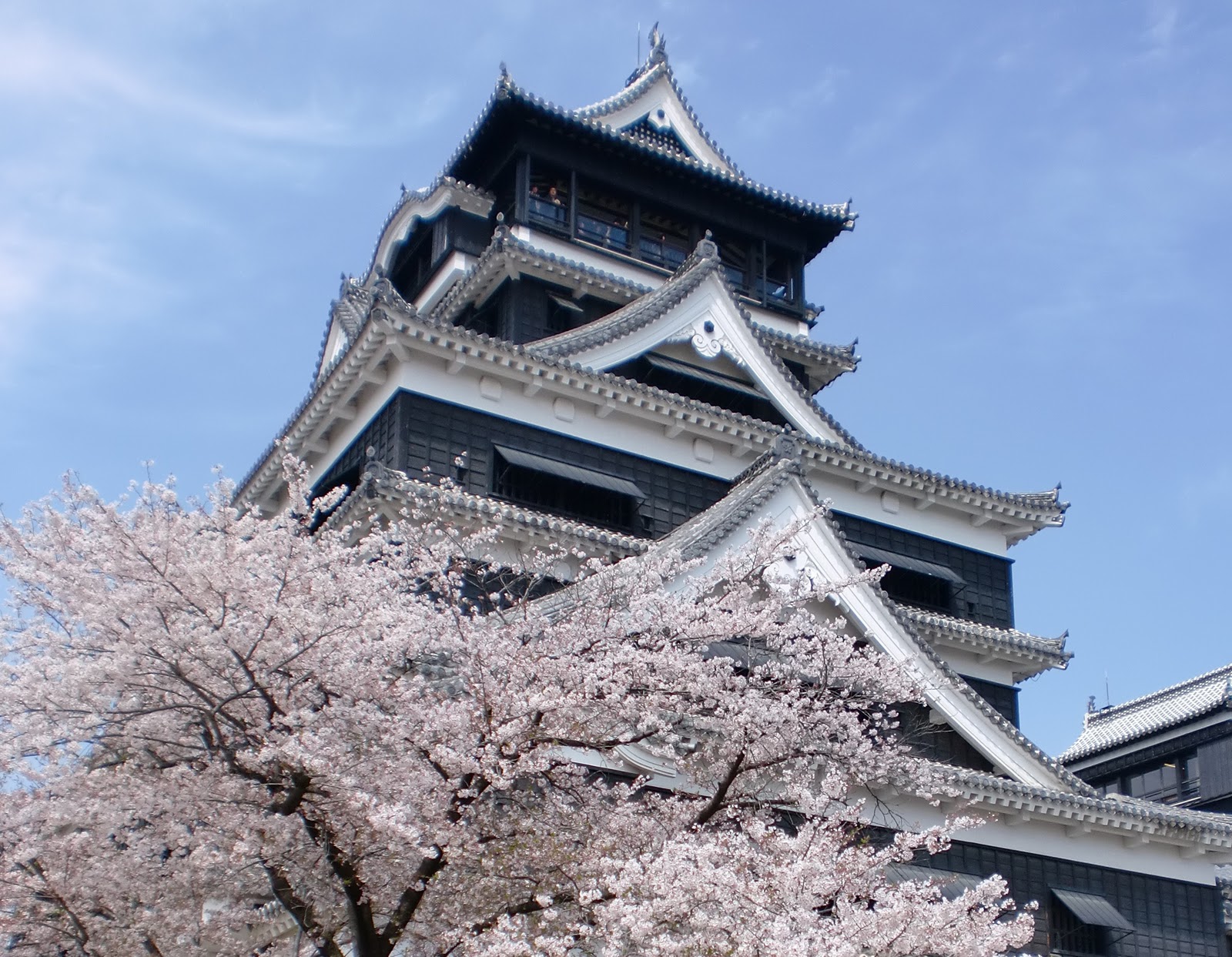 Fukuoka: Cherry Blossom viewing at Kumamoto castle