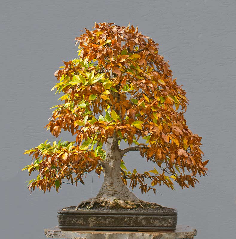 Walter Pall Bonsai Adventures: Japanese Beech #2