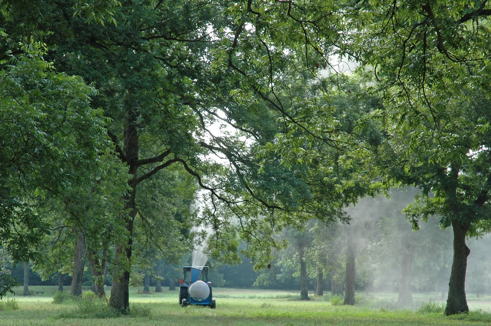Northern Pecans: Spraying for stinkbugs and early pecan weevil