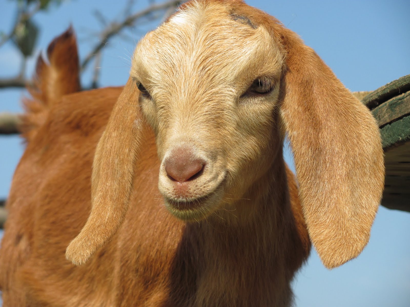 LIFE IN SKUNK HOLLOW: More Goatie Photos