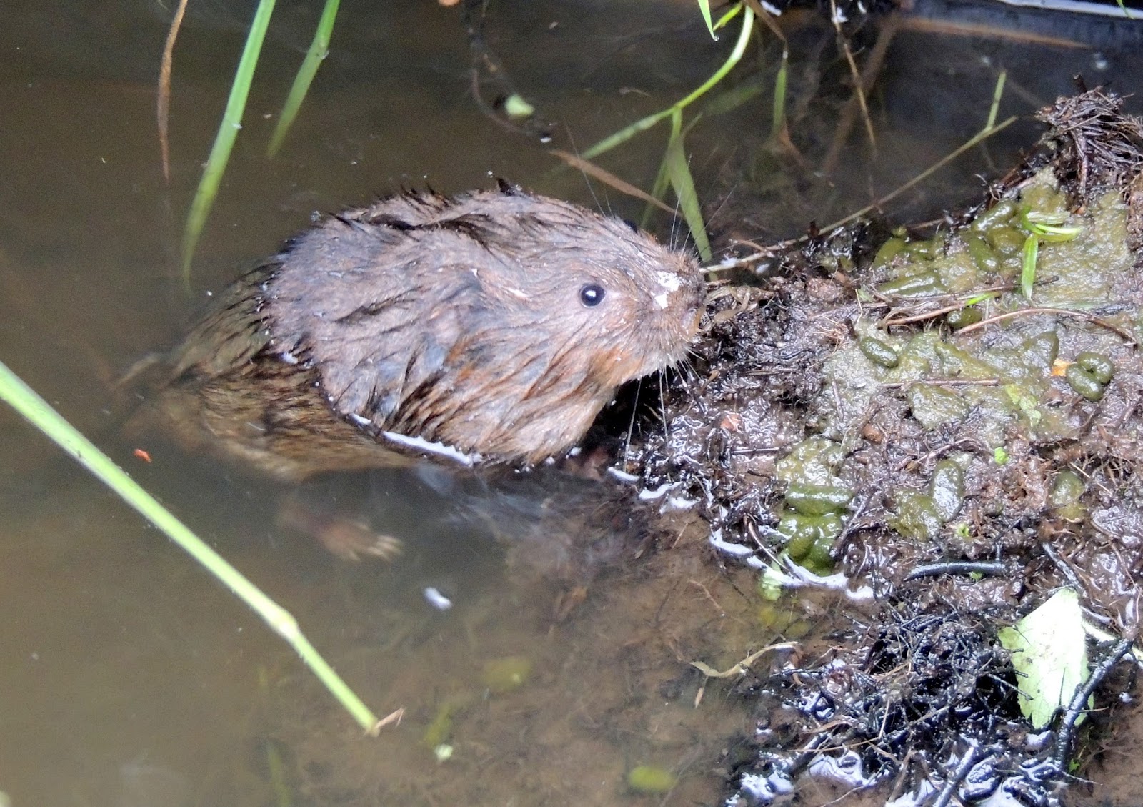 About a Brook: Time to review Water Vole Buffer Zones?