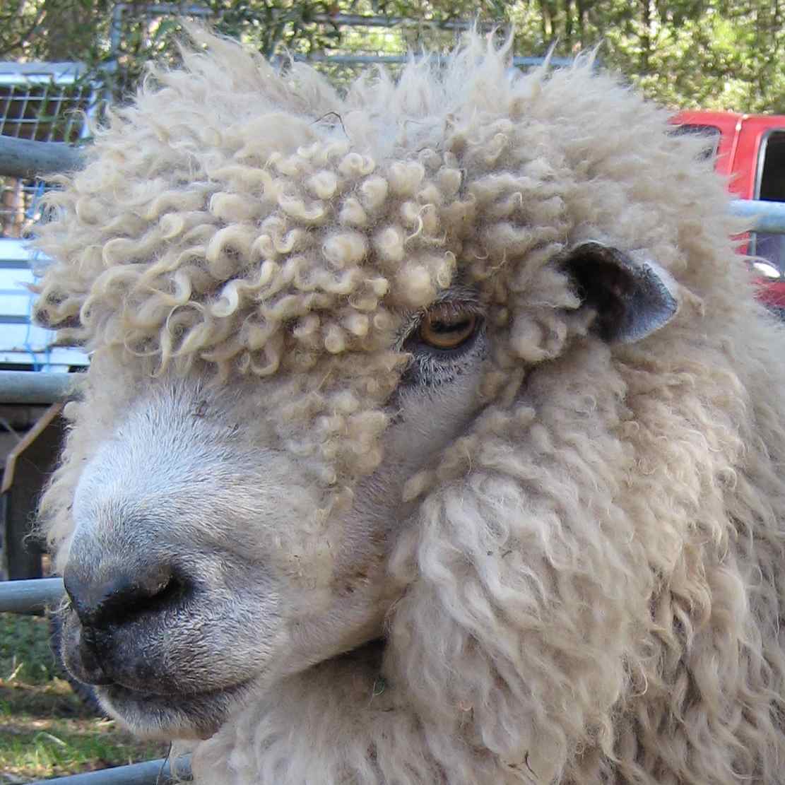 Eiffel Tells: Bad Hair Days...Months...Years