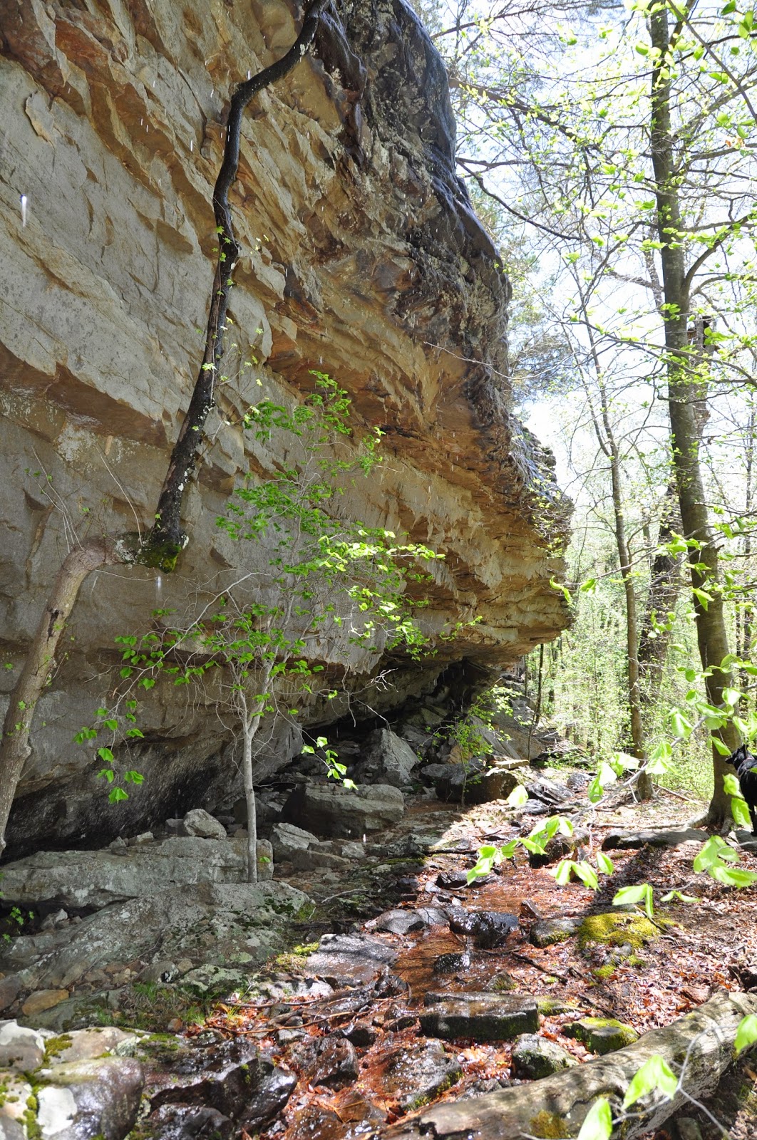 Rick's Hiking Blog: Lonesome Hollow Falls, Arkansas Ozarks