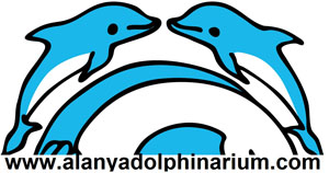 Dolfijnen Park Alanya Dolfinarium Dolfijnen Land Turkije