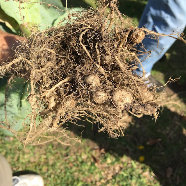 Kilimo cha kabichi - sehemu ya tatu (Growing Cabbage - Part three)