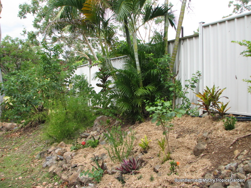 My Dry Tropics Garden: Just Pottering Around ... My Dry Tropics Garden ...