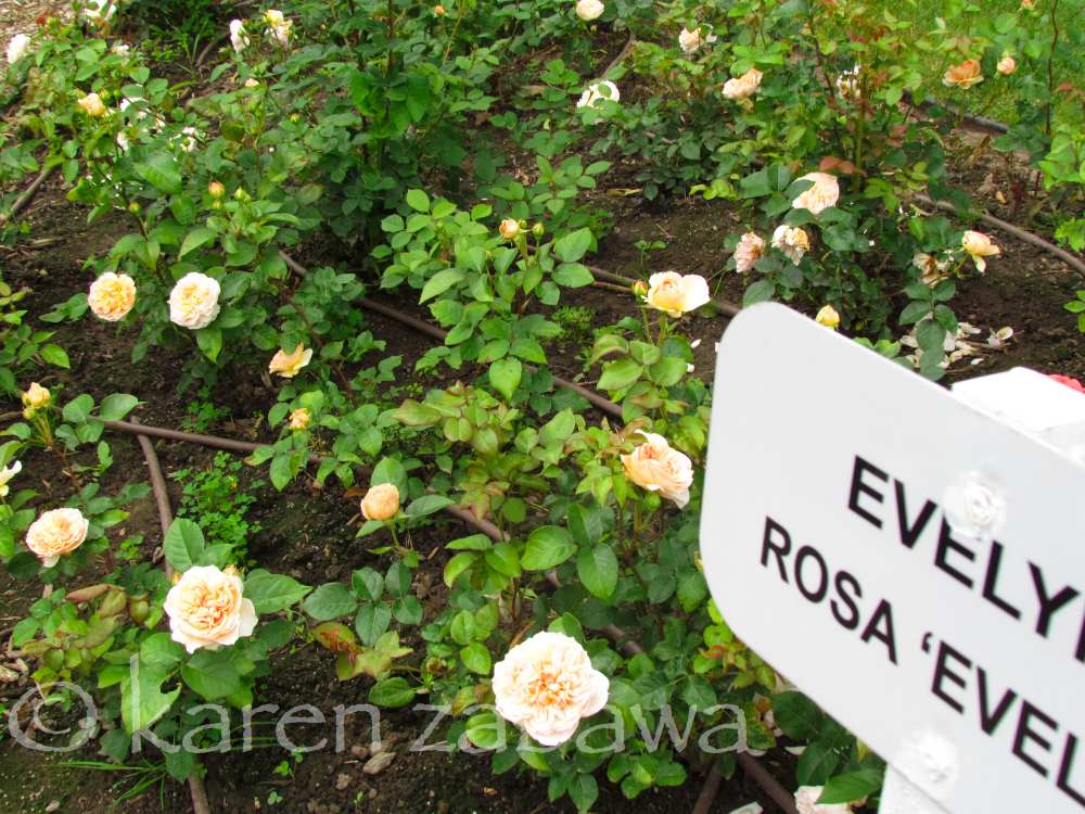 Brueckner Rhododendron Gardens: Roses in Full Bloom at Brueckner Gardens