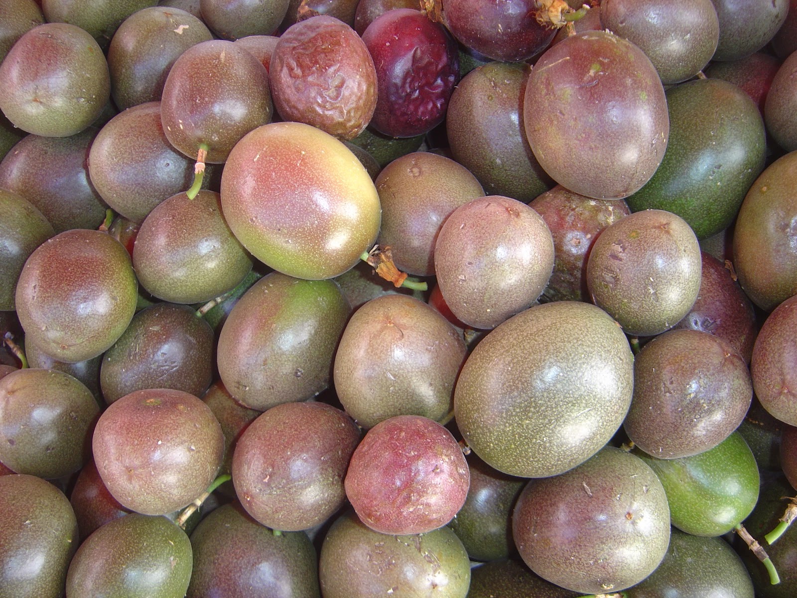 JENIS MARKISA YANG DIBUDIDAYAKAN | Tips Petani