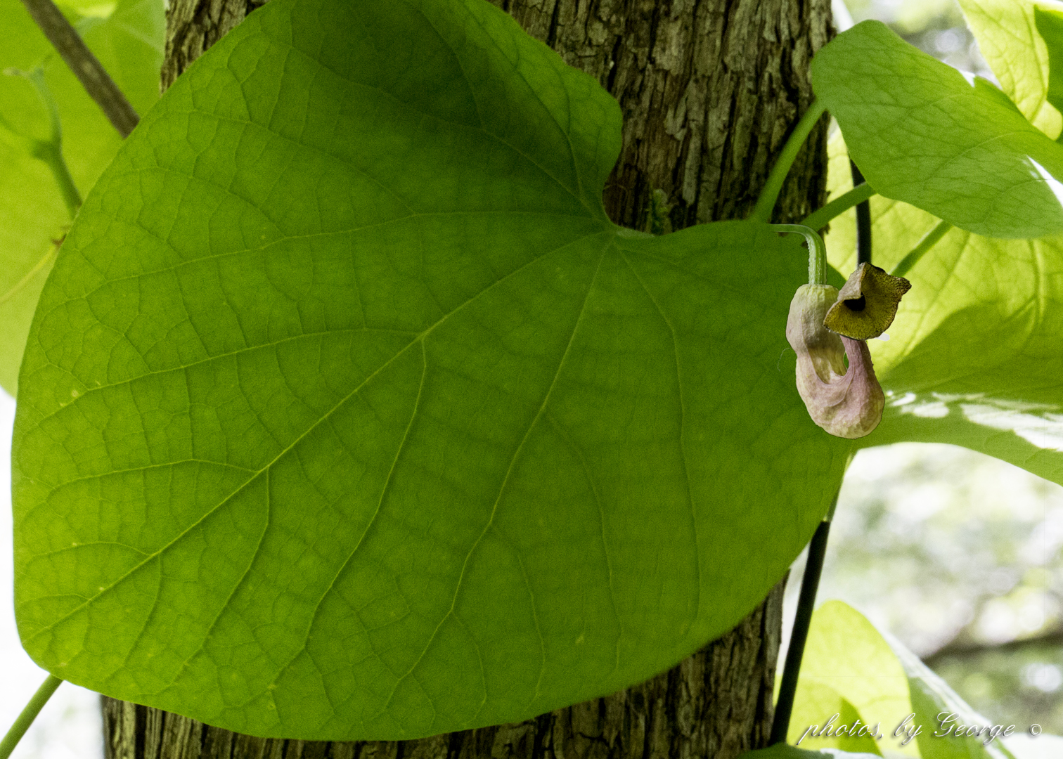"What's Blooming Now" : Pipevine, Dutchman's Pipe (Aristolochia ...