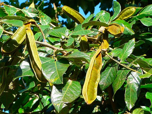 Flora de Puerto Rico Ilustrada Papo Vives: Mimosoideae INGA EDULIS ICE ...