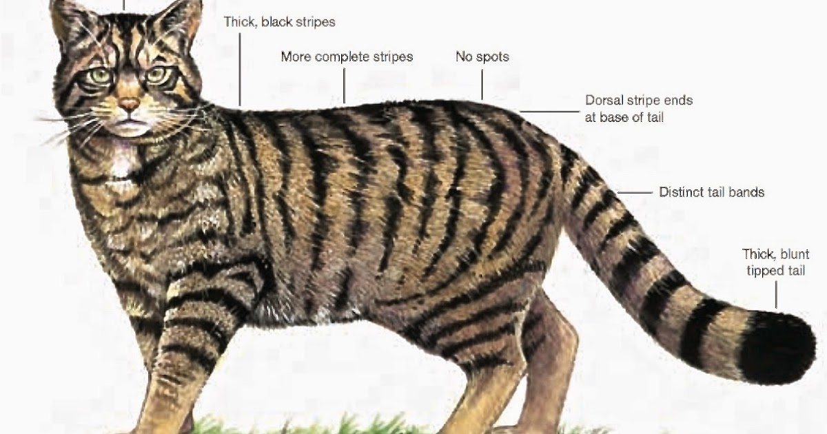 A Kilchoan Diary: Wildcats