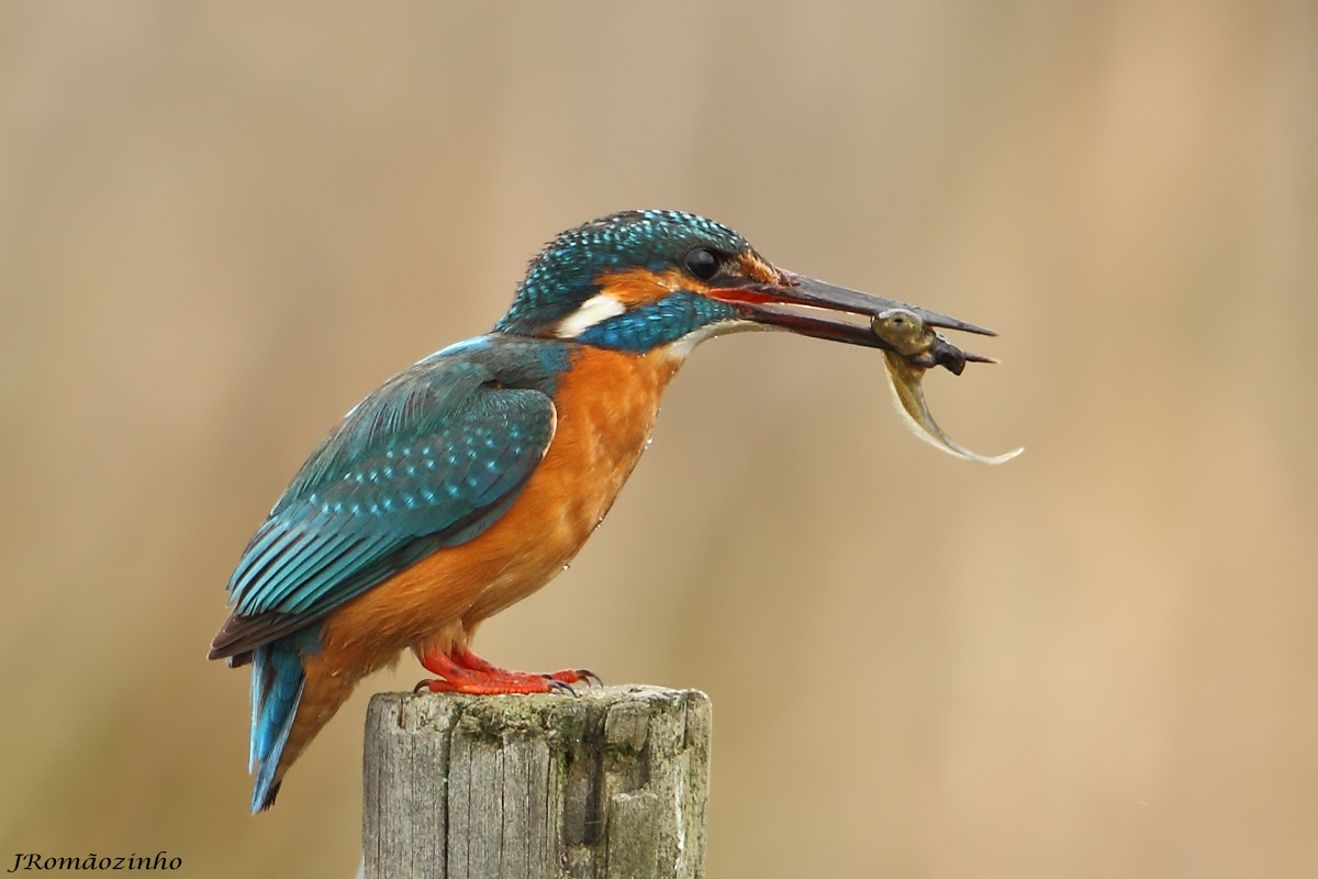 Pescador de aves: O Guarda rios do campo ...