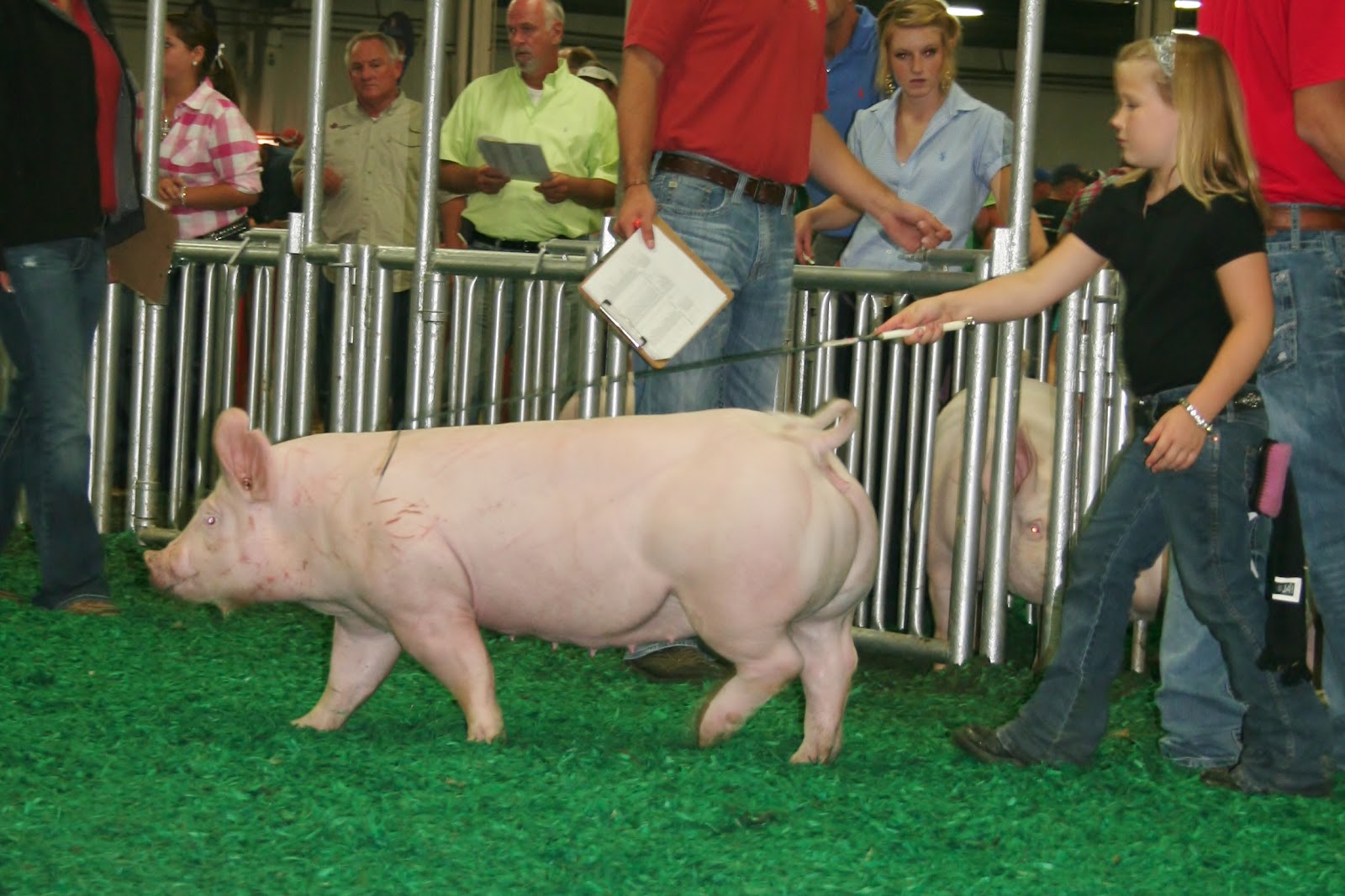 NSR Show & Sale Results: NSR Summer Spectacular Junior Yorkshire Gilt ...