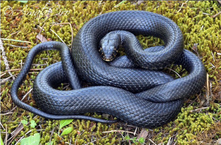 BIACCO o BISCIA NERA (#)