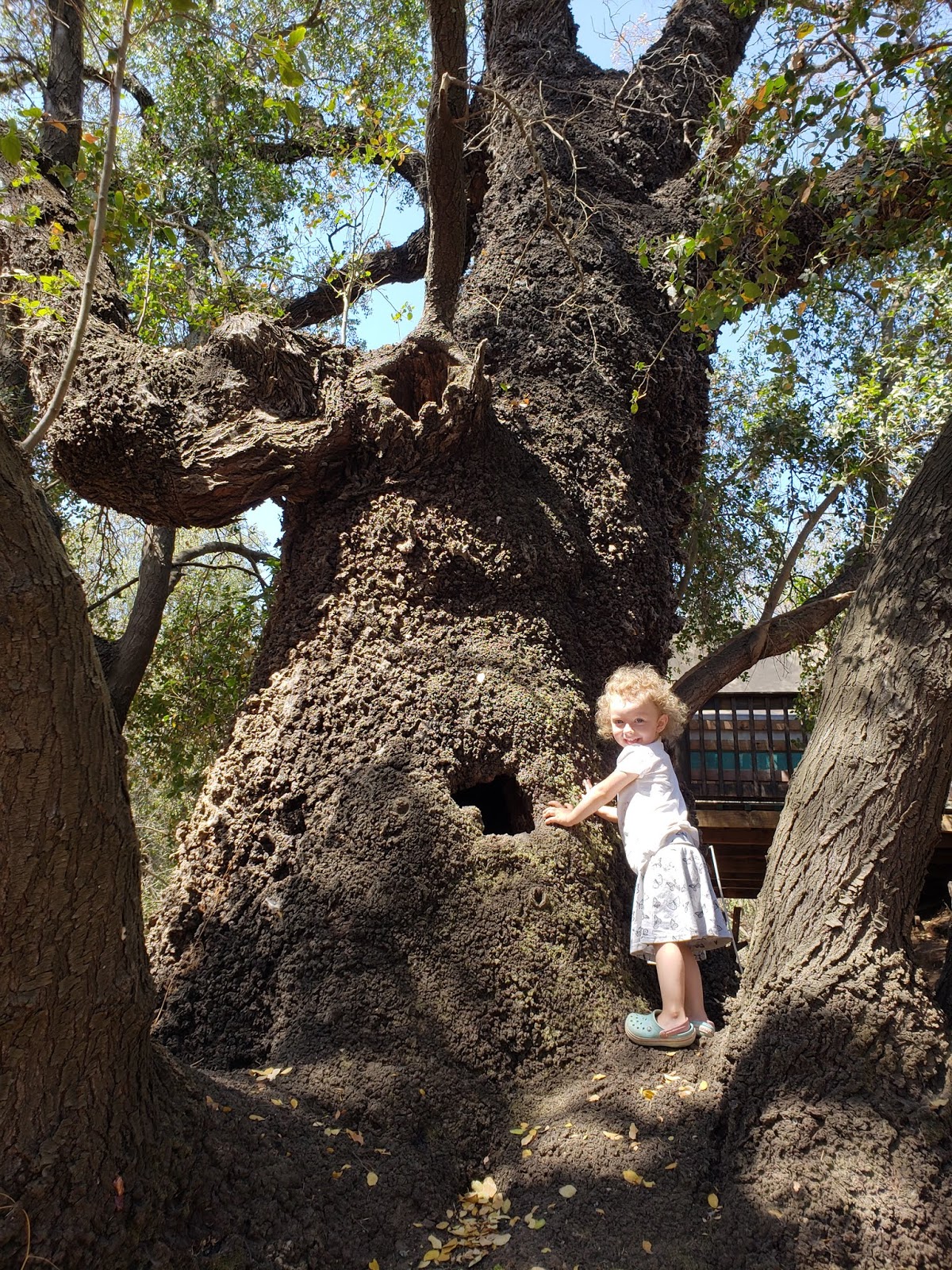Fernando Ruz: Plantas nativas de Chile: Quillay, küllay, Quillaja saponaria