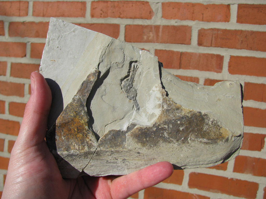 Views of the Mahantango: Gogia spiralus