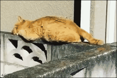 Funny cats - part 225 (40 pics + 10 gifs) | Amazing Creatures