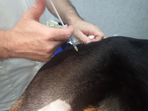 Platelet-Rich Plasma (PRP) Treatment for Cookie's Bad Knee(s)