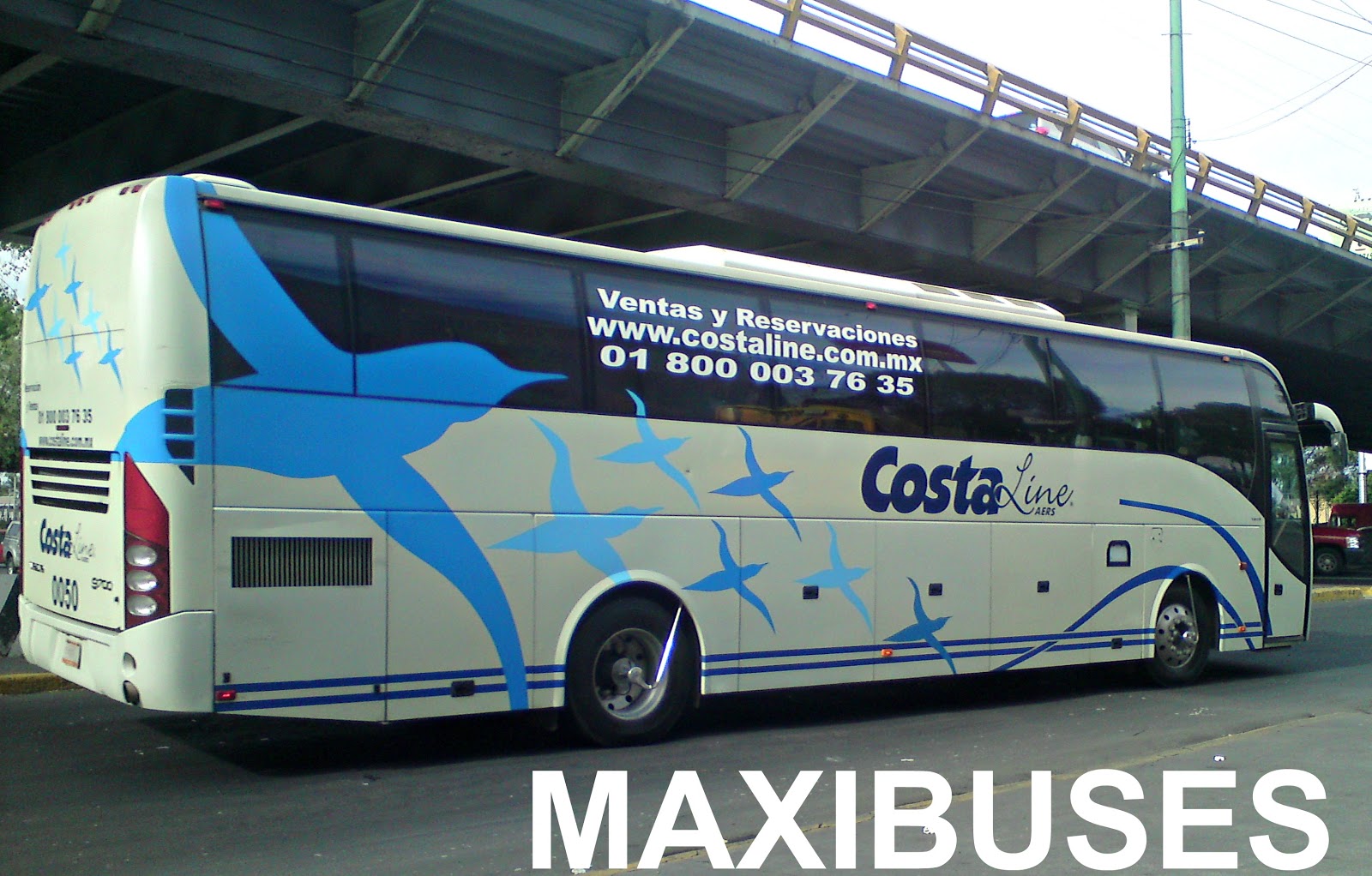MAXIBUSES: COSTA LINE