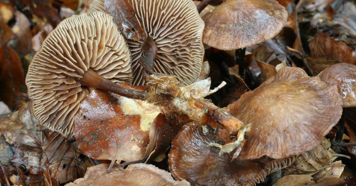 Guía de Setas y Hongos de Navarra.: Gymnopus fuscopurpureus (Pers ...