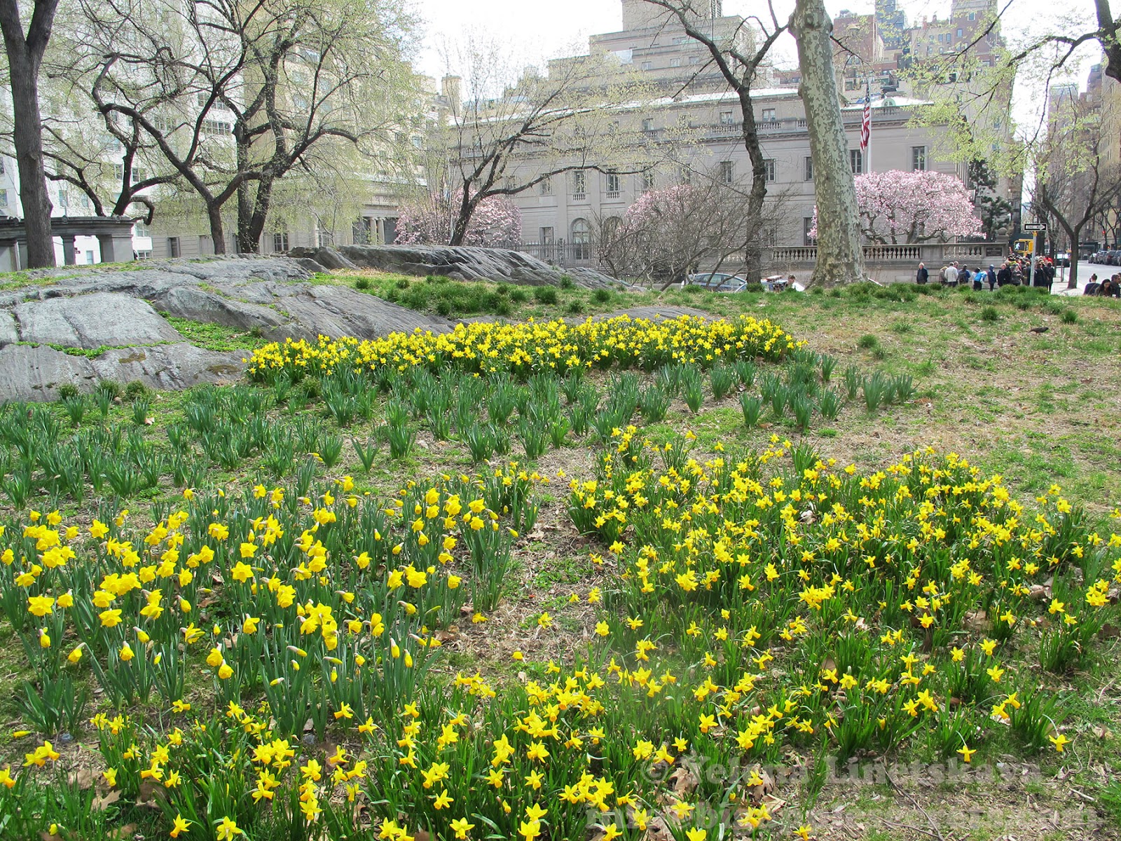 Big Apple Secrets: Daffodil Project