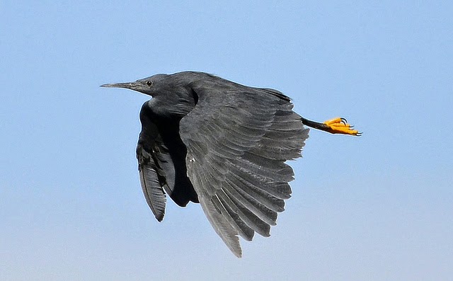 Aves: LA GARZA NEGRA