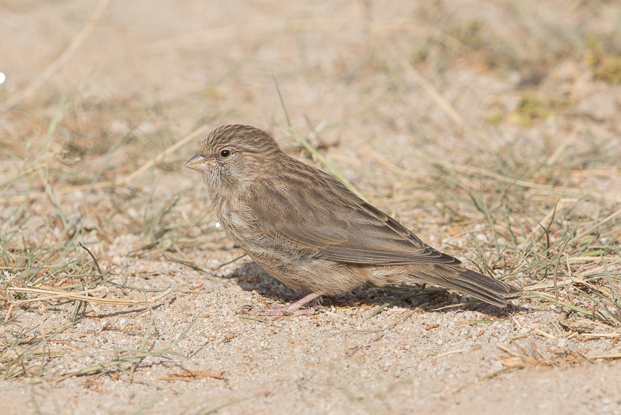 Birds of Saudi Arabia: Arabian Endemics