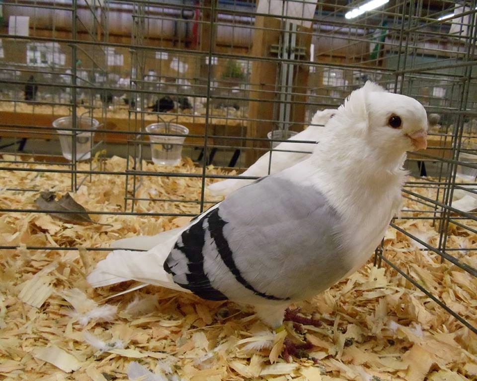 World of Pigeons and Doves: Old German Owl ( Altdeutsches Mövchen )