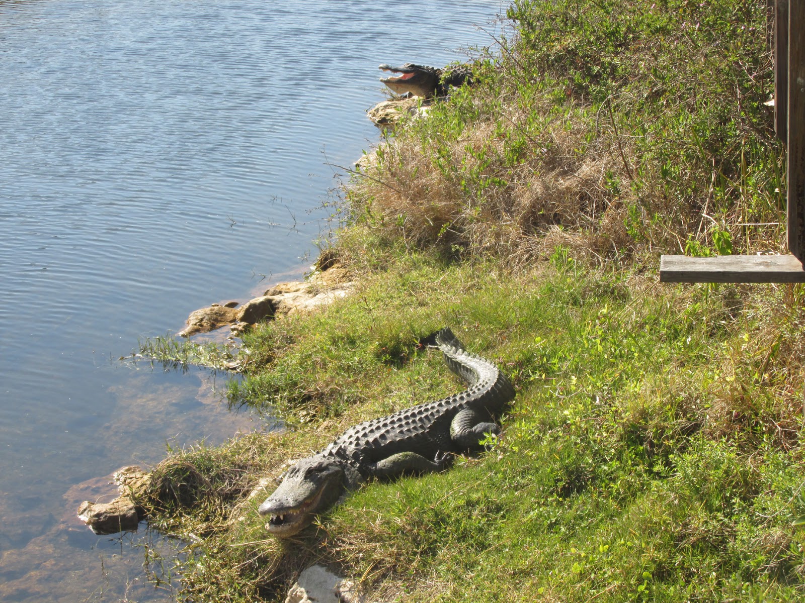 Eccentric Roadside: Gatored community: The Miccosukee Indian Village ...