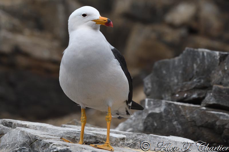 Michigan Hummingbird Guy: December 2018