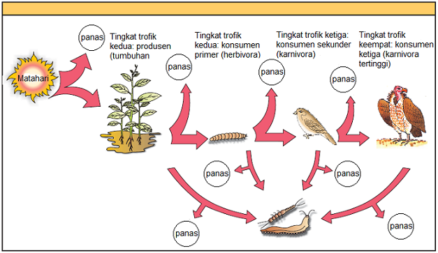 Makhluk Hidup dalam Ekosistem Alami - Kelas Pelajaran
