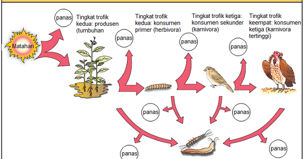 Bentuk Bentuk Aliran Energi Dalam Ekosistem - Berbagi Bentuk Penting