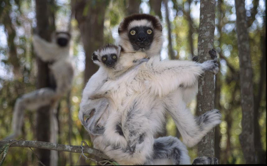 Beautiful World : These Gorgeous, Gracious and Funny Animals!