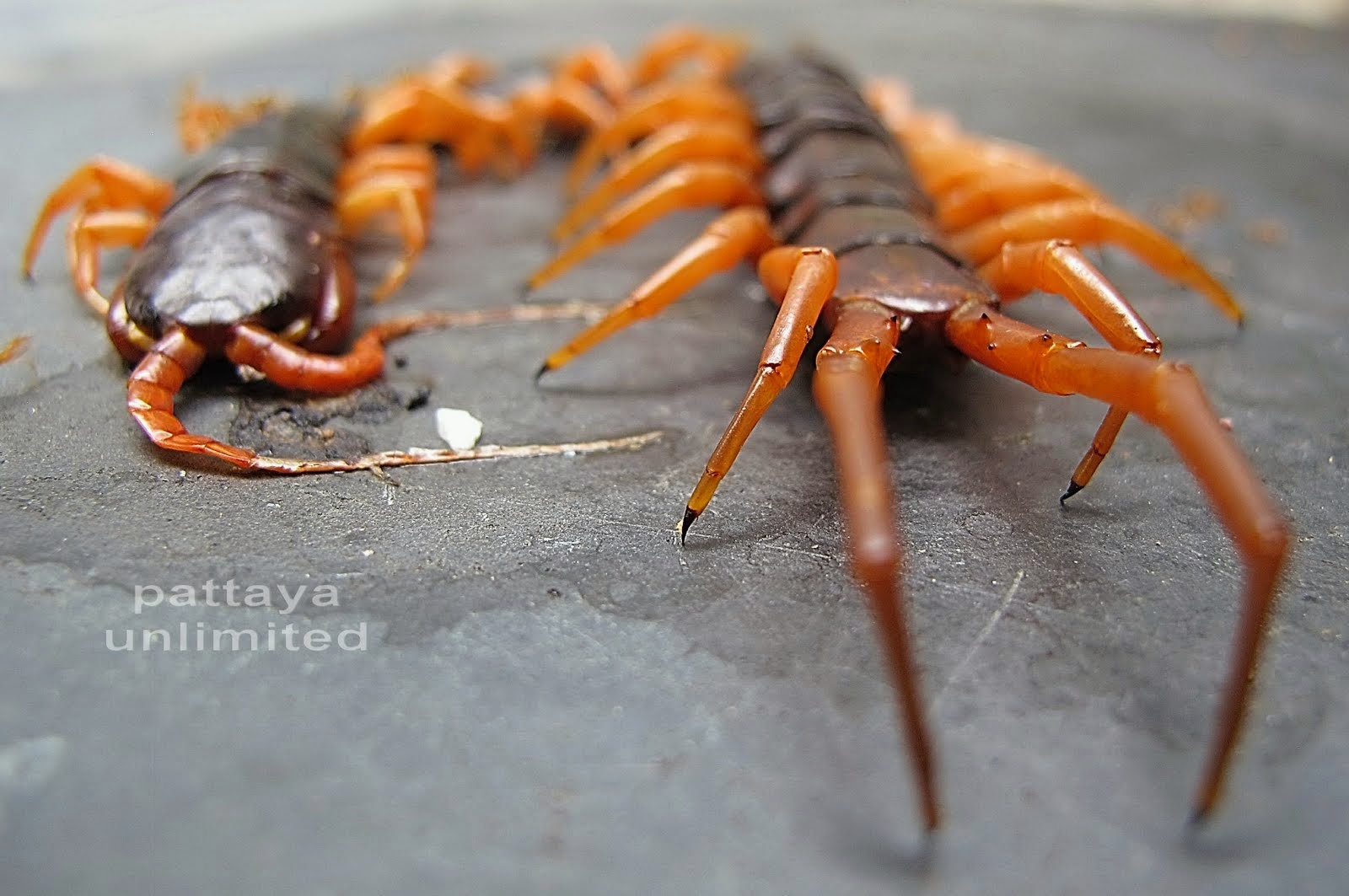 Japanese Giant Centipede