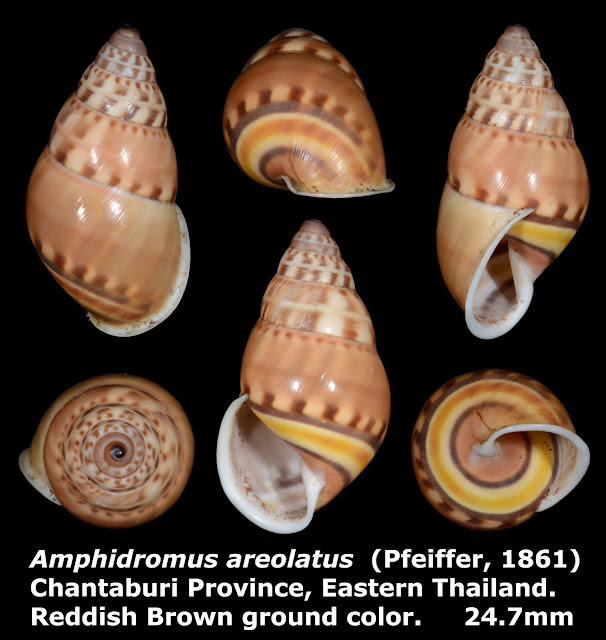 Dr. Lee's Gallery Museum: Amphidromus areolatus 24.7mm