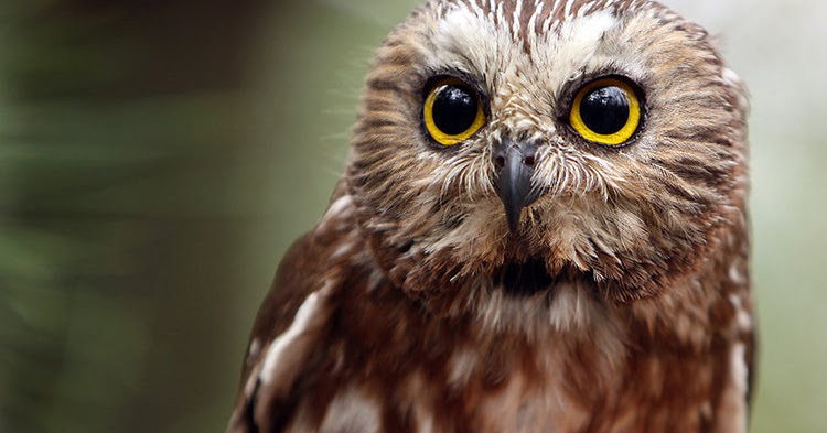 The Narwhal's Left Tooth: Scientists seeking insights into saw-whet owl ...