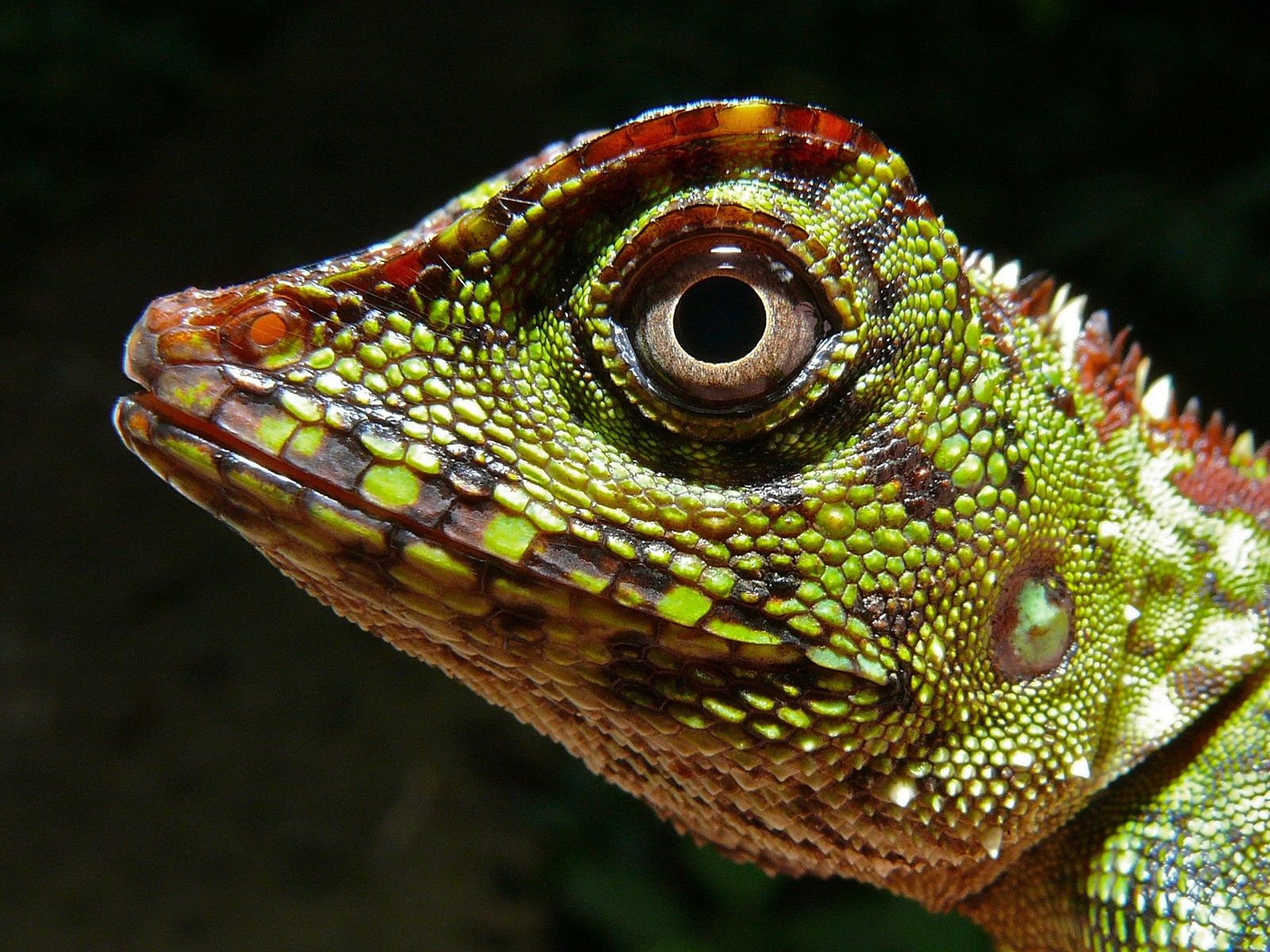 Real Monstrosities: Borneo Forestdragon