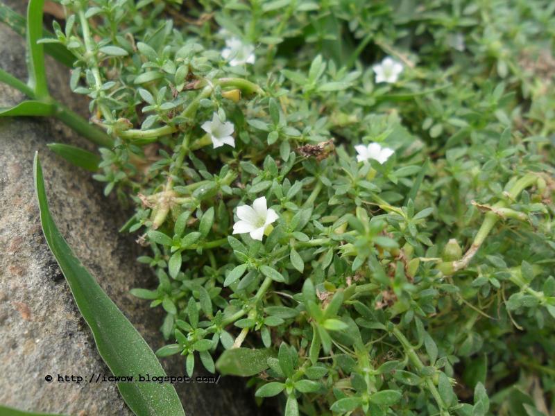Creeping lickstoop(ভুমিপাত ফুল) - Dentella repens