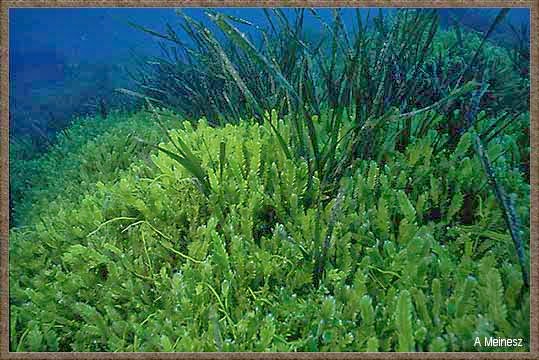 Catalogue of Organisms: Caulerpa: Sea Grapes, Feather Algae and Other ...