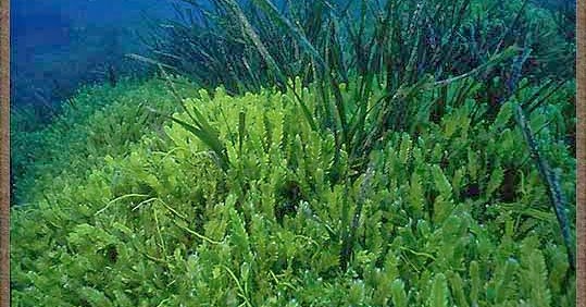 Catalogue of Organisms: Caulerpa: Sea Grapes, Feather Algae and Other ...