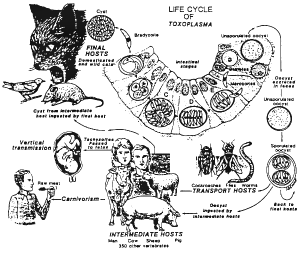 Under the Microscope: Toxoplasmosis