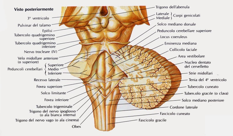 SISTEMA NERVOSO PARTE III - Biotech02 appunti