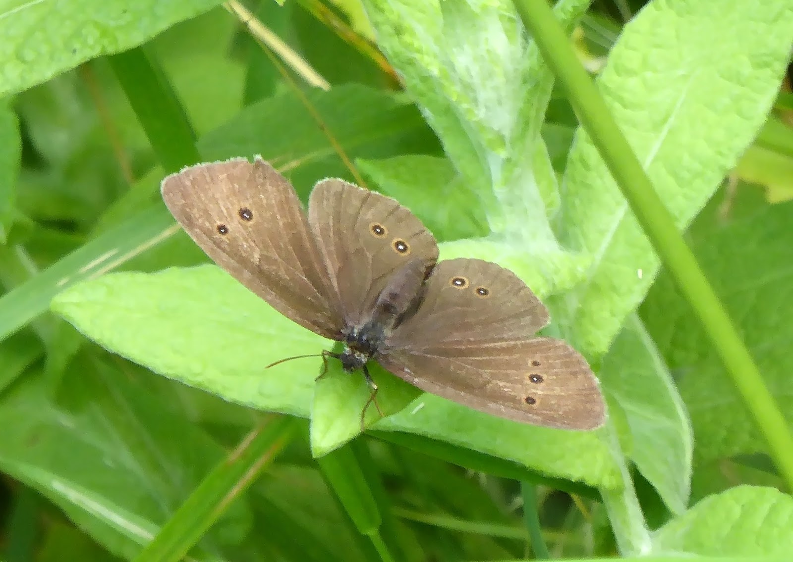 Wild and Wonderful: My Photos of (Largely UK) Butterfly Species